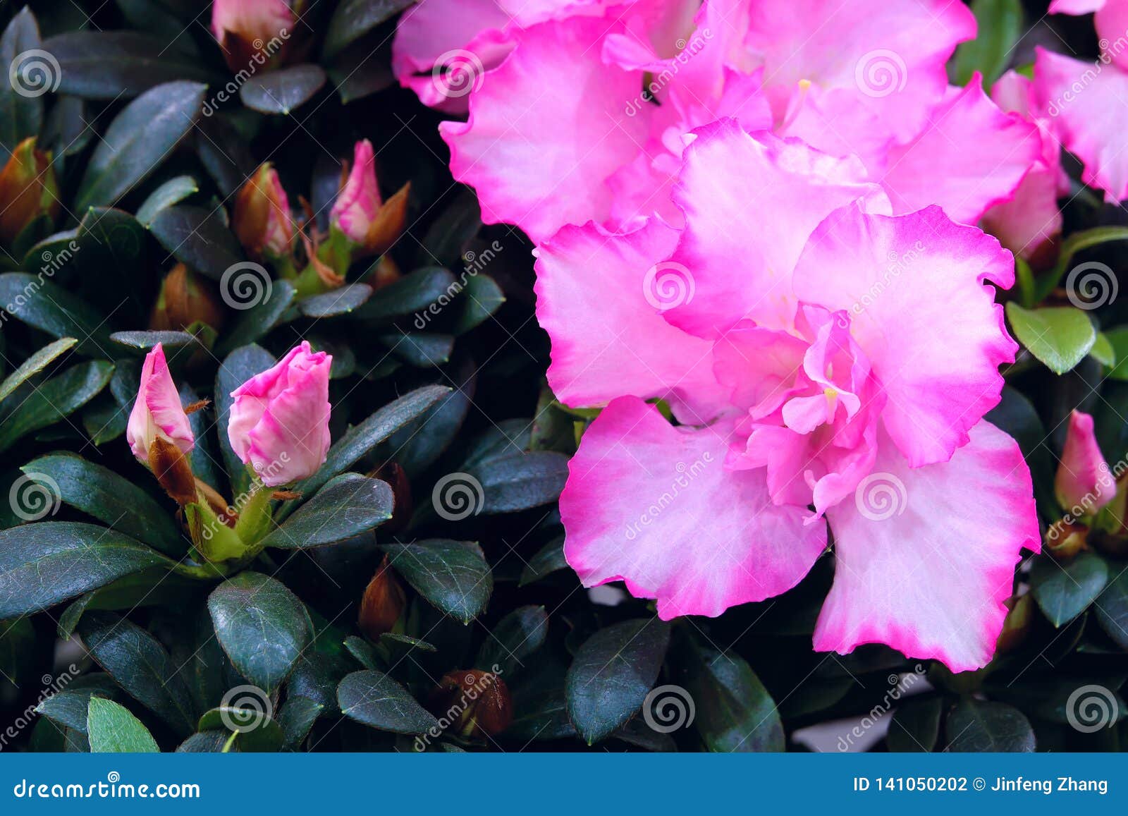 Azalea flowers stock photo. Image of petals, petal, blooming - 141050202