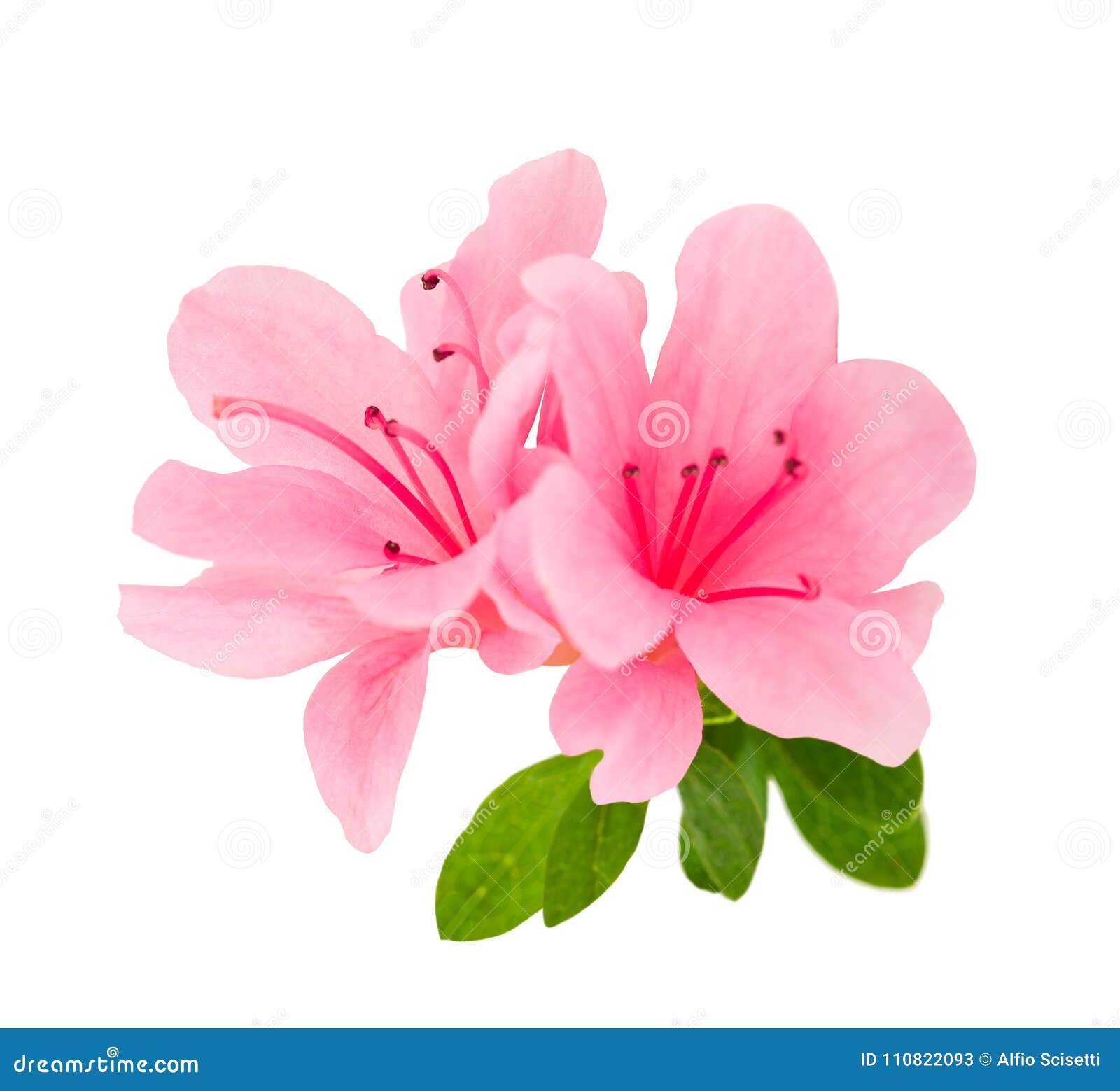 Azalea flowers isolated stock image. Image of shrub - 110822093