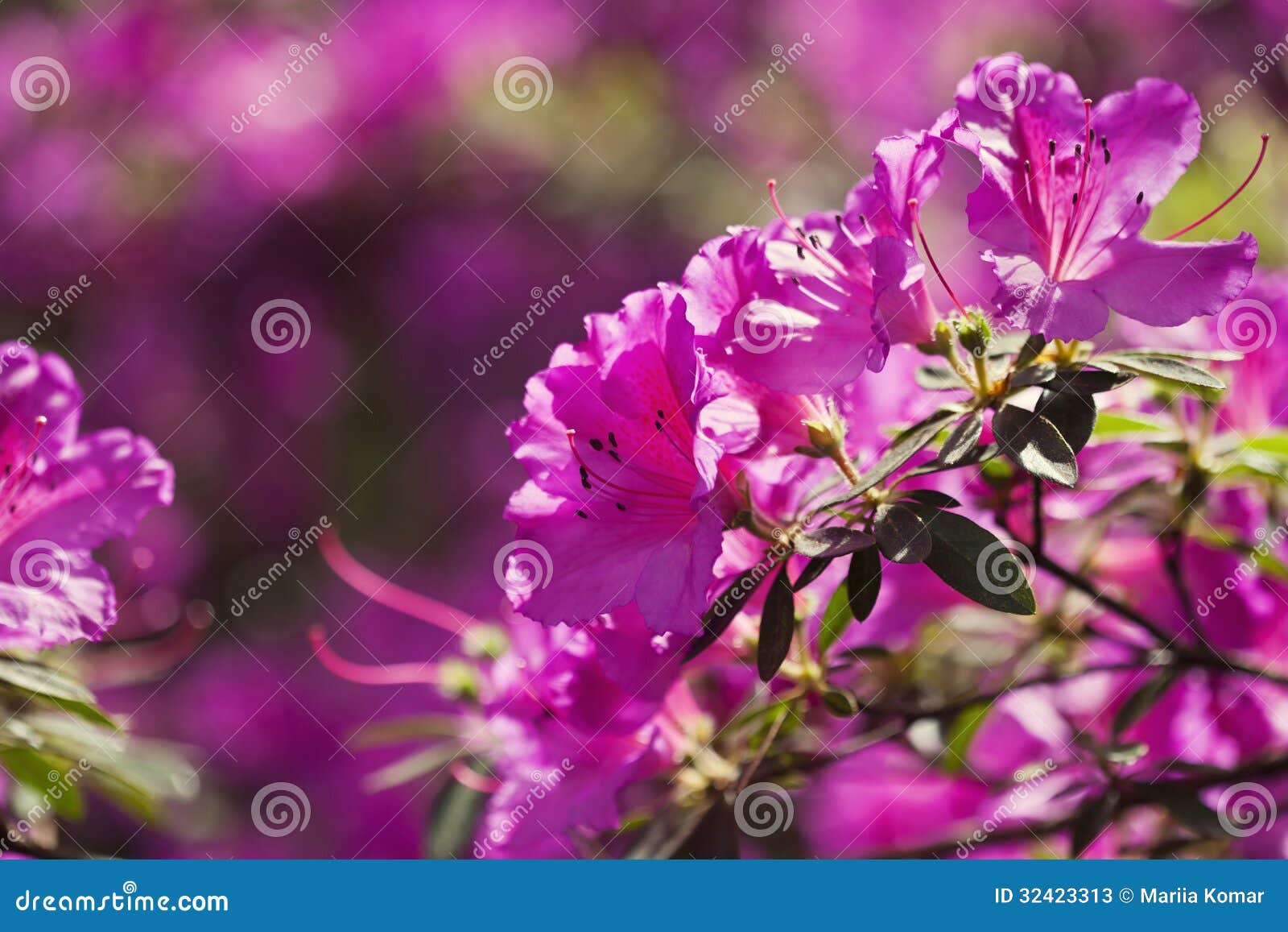 Azalea Flowers Royalty-Free Stock Photography | CartoonDealer.com #52772105