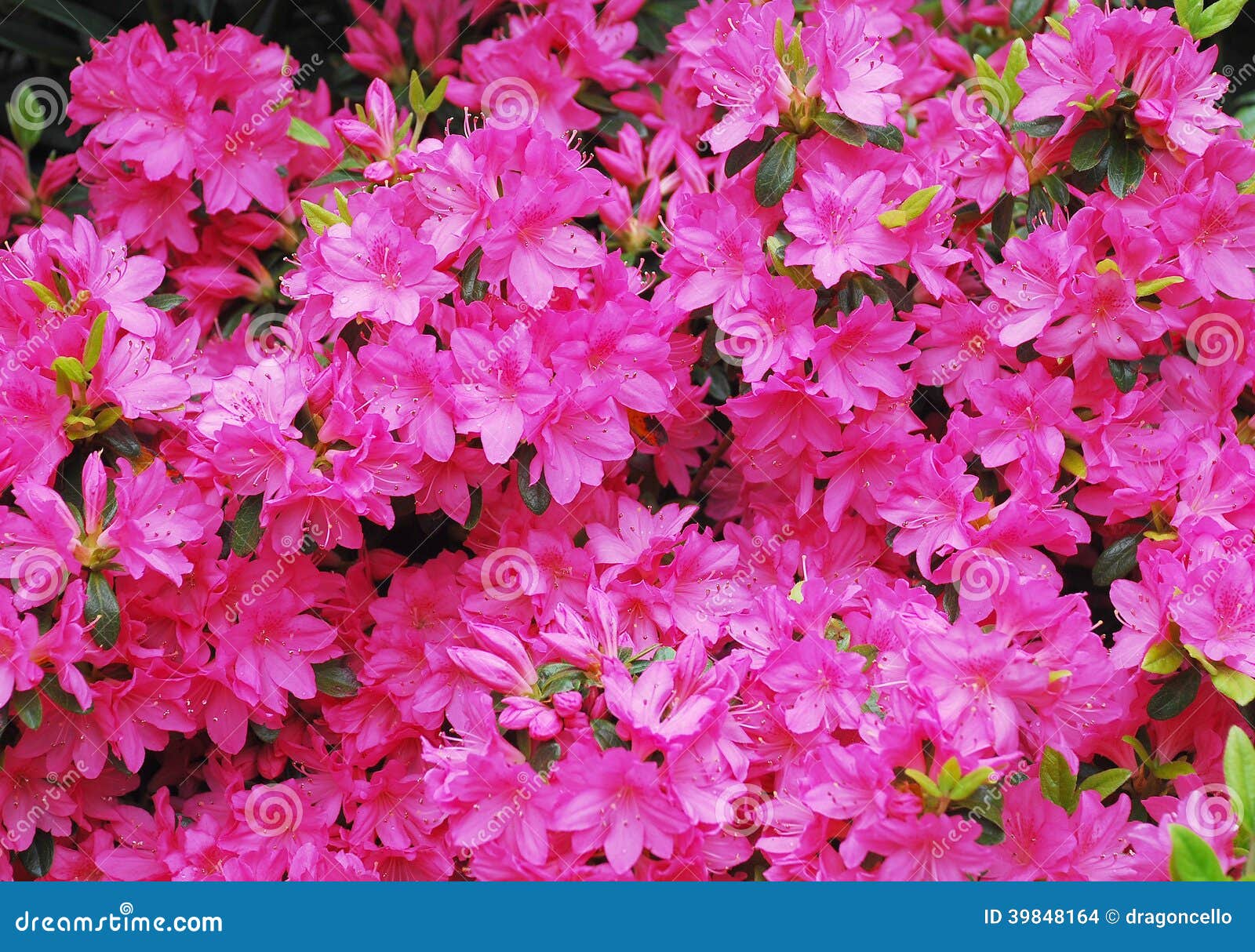 Azalea Flowers rosa fotografia stock. Immagine di azalea - 39848164