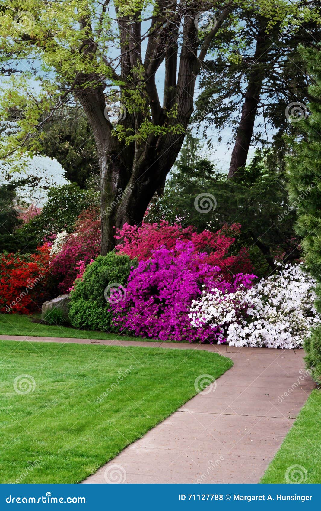 Azalea Garden stock foto. Image of lente, parken, bloei - 71127788