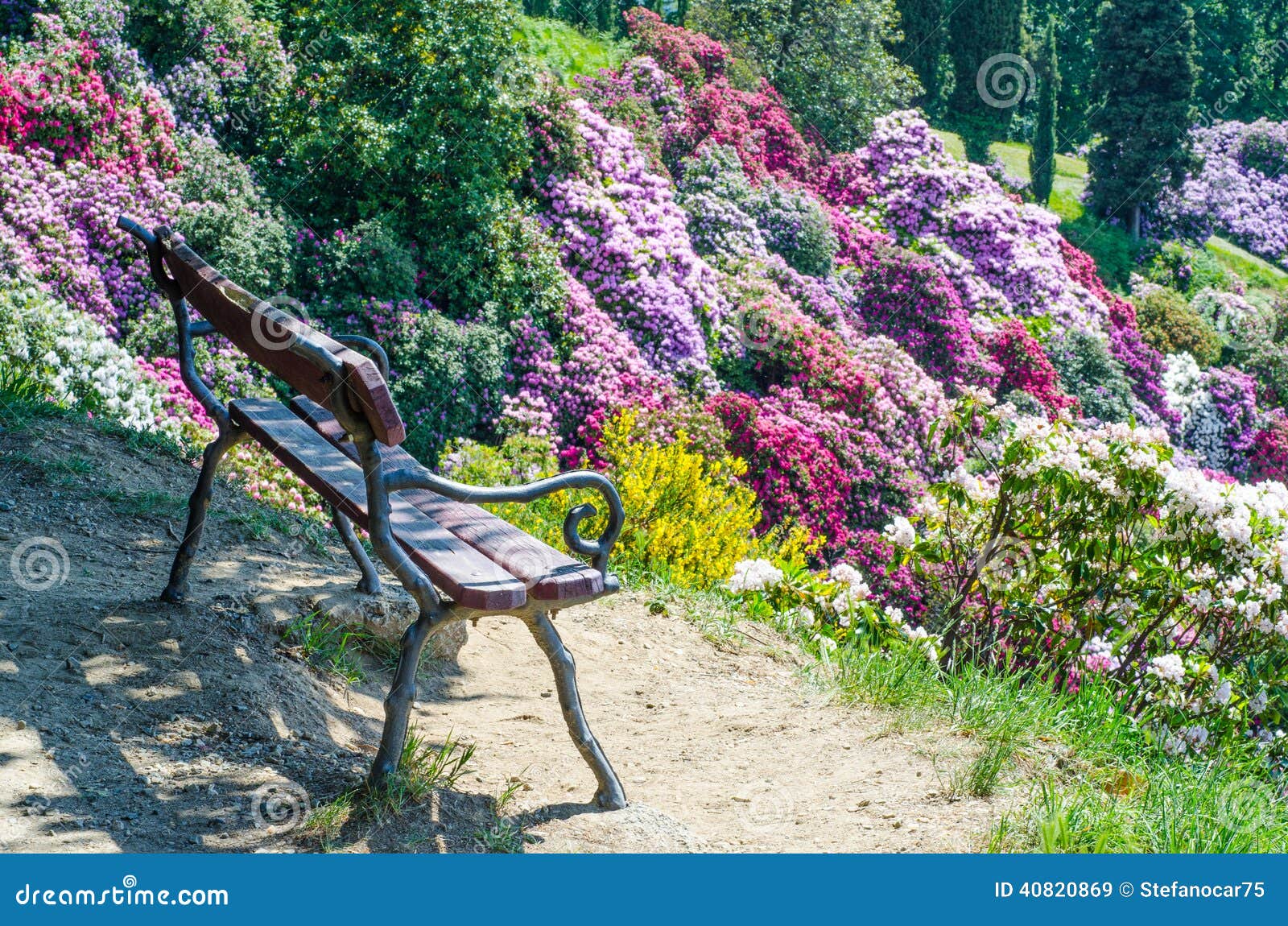 Azalea garden in italy stock image. Image of magenta - 40820869