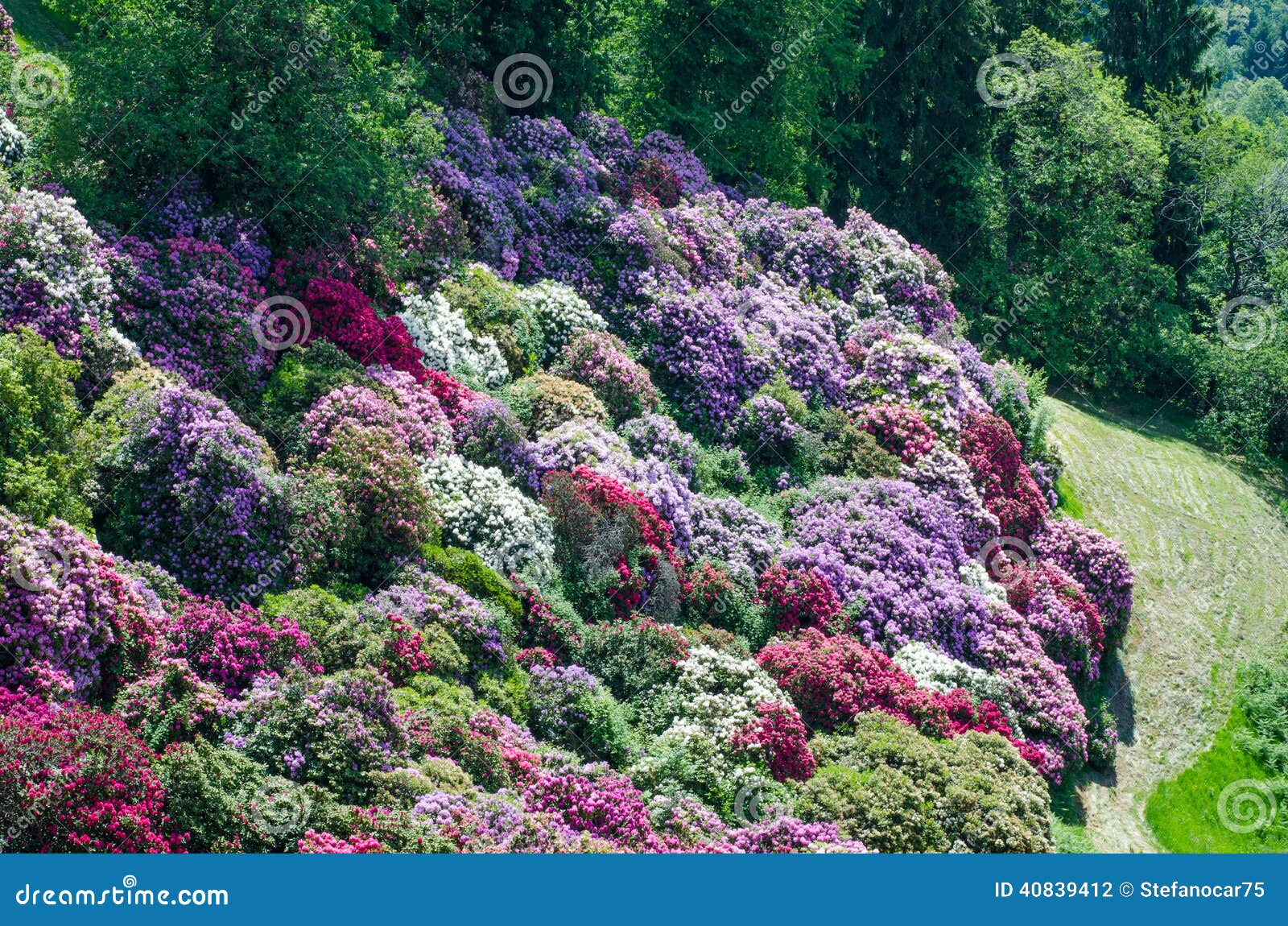 Azalea garden in italy stock photo. Image of bright, decorative - 40839412