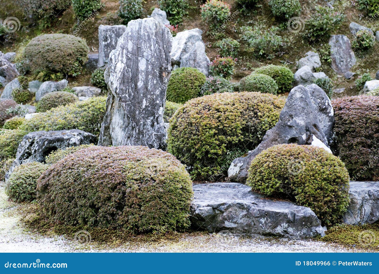 Azalea Garden with Stones and Azalea Topiary Stock Photo - Image of ...