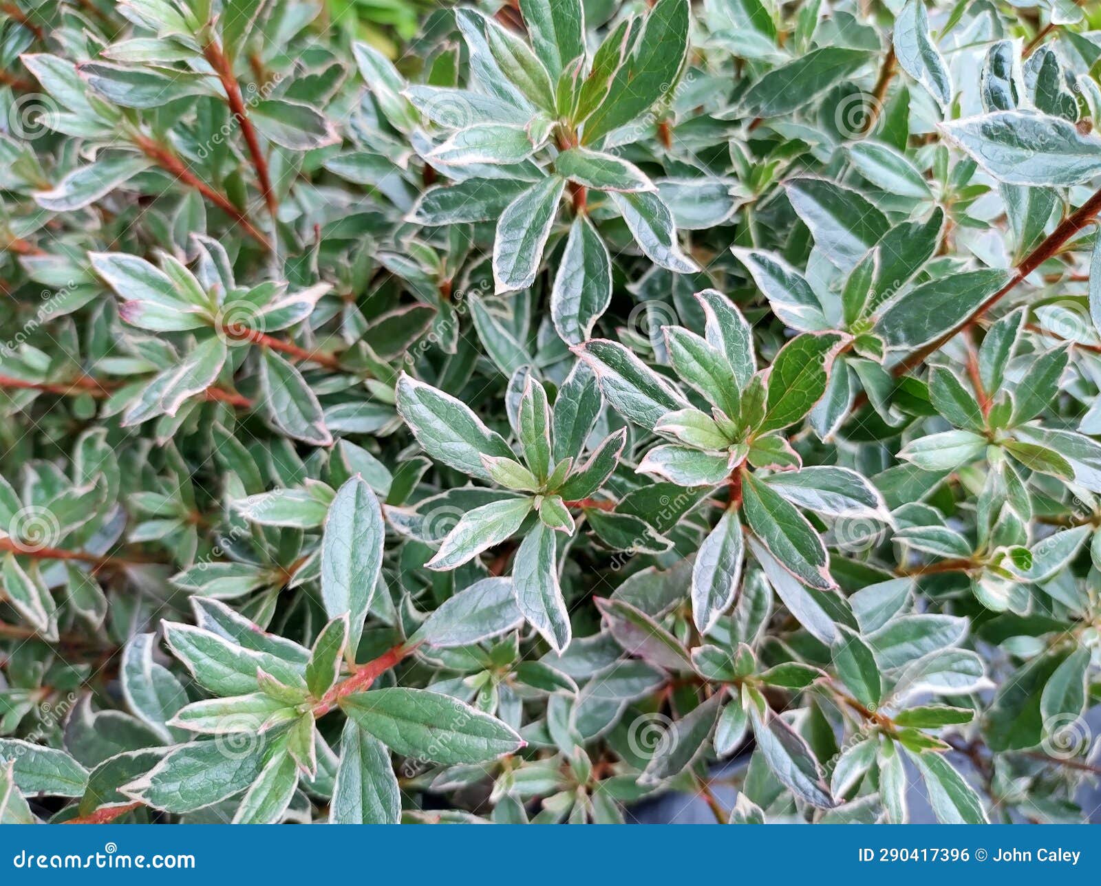 Azalea Girard S Variegated Hot Shot Stock Photo - Image of variegated ...