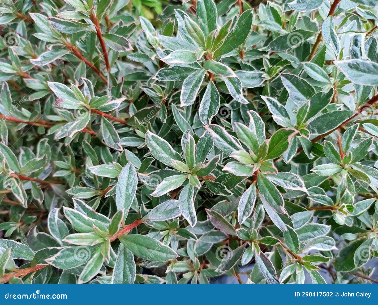 Azalea Girard S Variegated Hot Shot Stock Photo - Image of leaf, people ...
