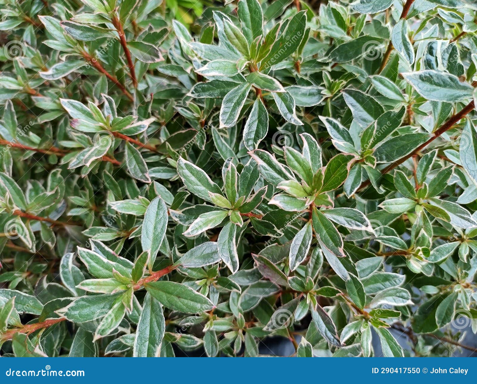 Azalea Girard S Variegated Hot Shot Stock Photo - Image of shot, leaf ...