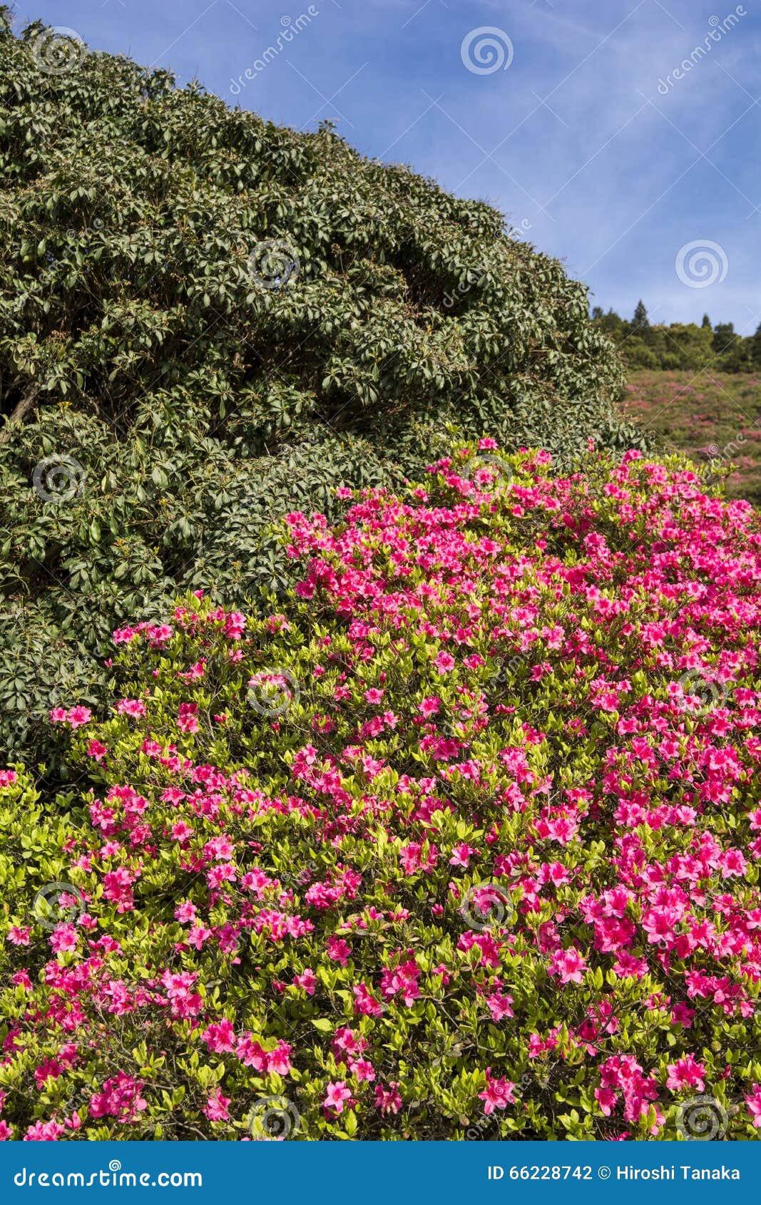 Azalea and green tree stock photo. Image of plant, full - 66228742
