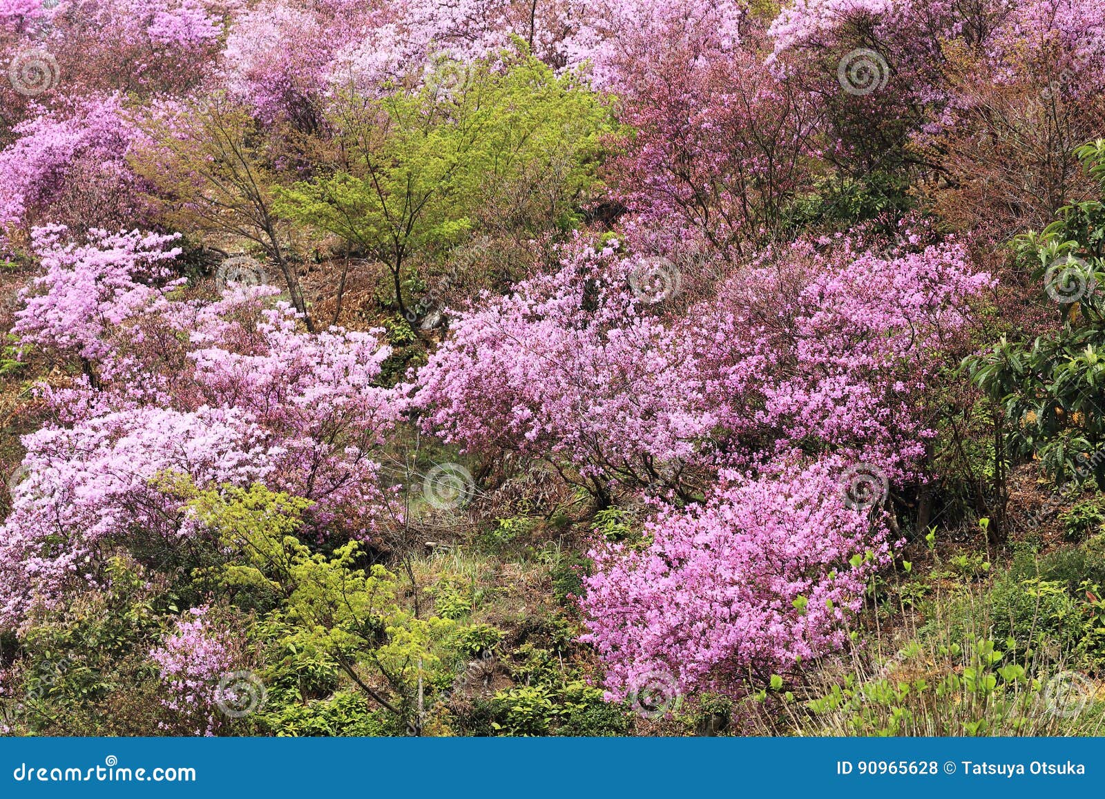 Azalea Grow on the Slope of Hill Stock Photo - Image of azalea, japan ...