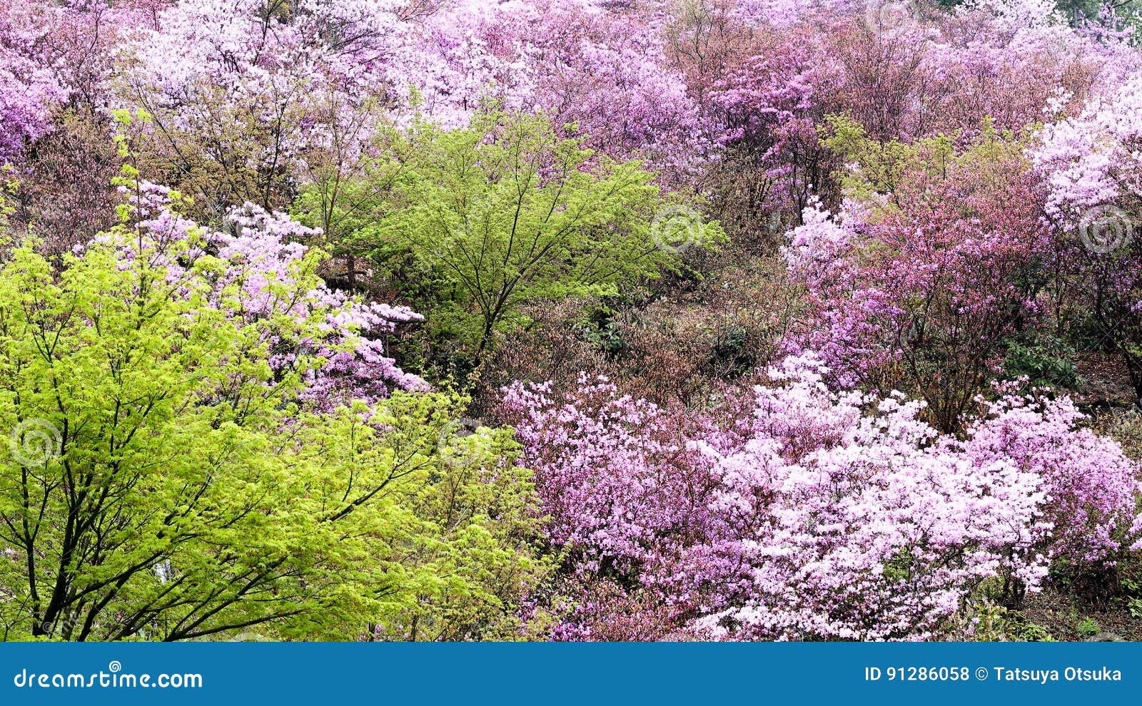 Azalea Grow on the Slope of Hill Stock Photo - Image of shruba, scenery ...