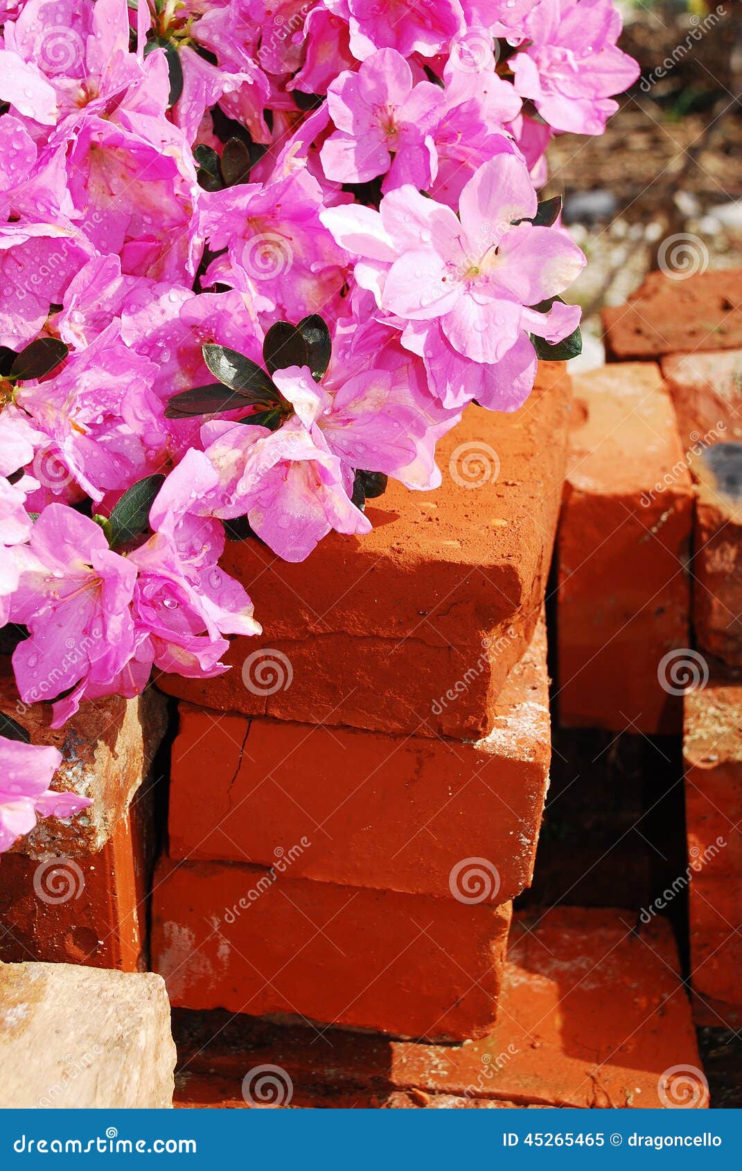 Azalea Kirin with Background Bricks Stock Image - Image of garden ...