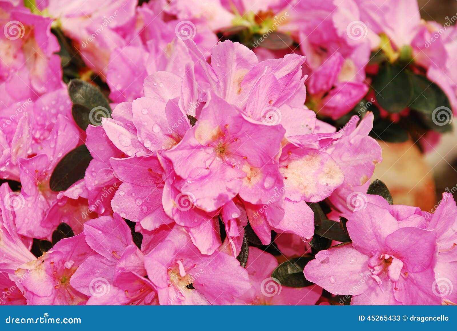 Azalea Kirin stock image. Image of drop, petal, detail - 45265433