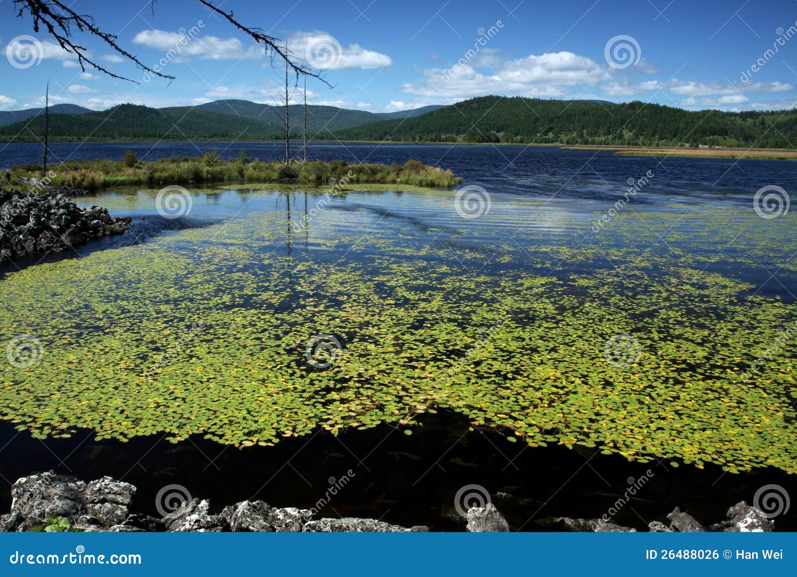Azalea lake stock photo. Image of plant, lake, cloud - 26488026
