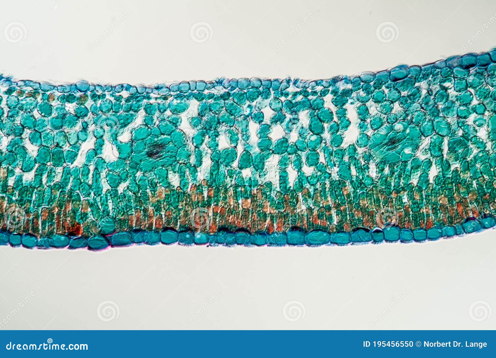 Azalea with Leaf in Cross Section Stock Photo - Image of plants, blade ...