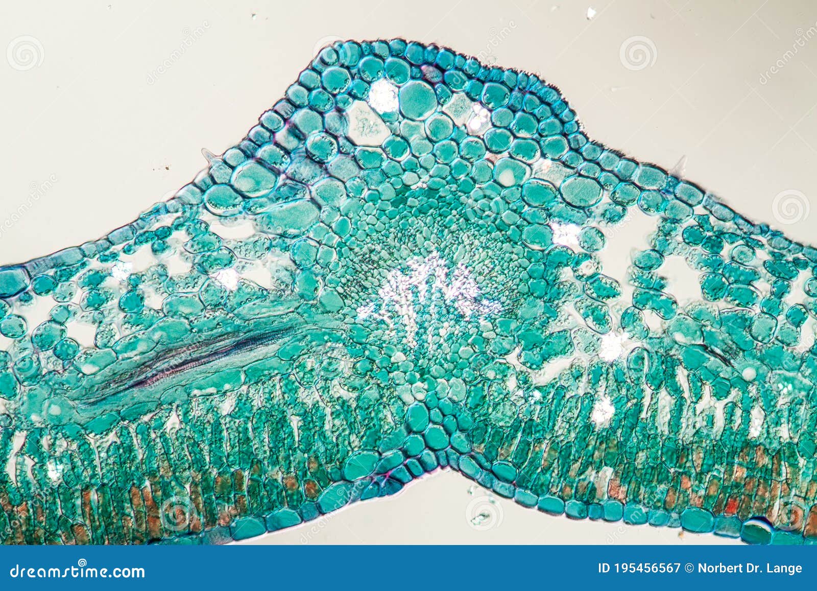 Azalea with Leaf in Cross Section Stock Image - Image of cross, biology ...