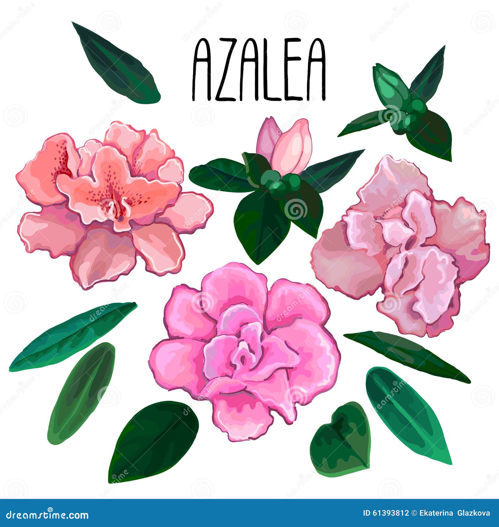 Azalea Leaves and Flowers Collection Stock Vector - Illustration of ...