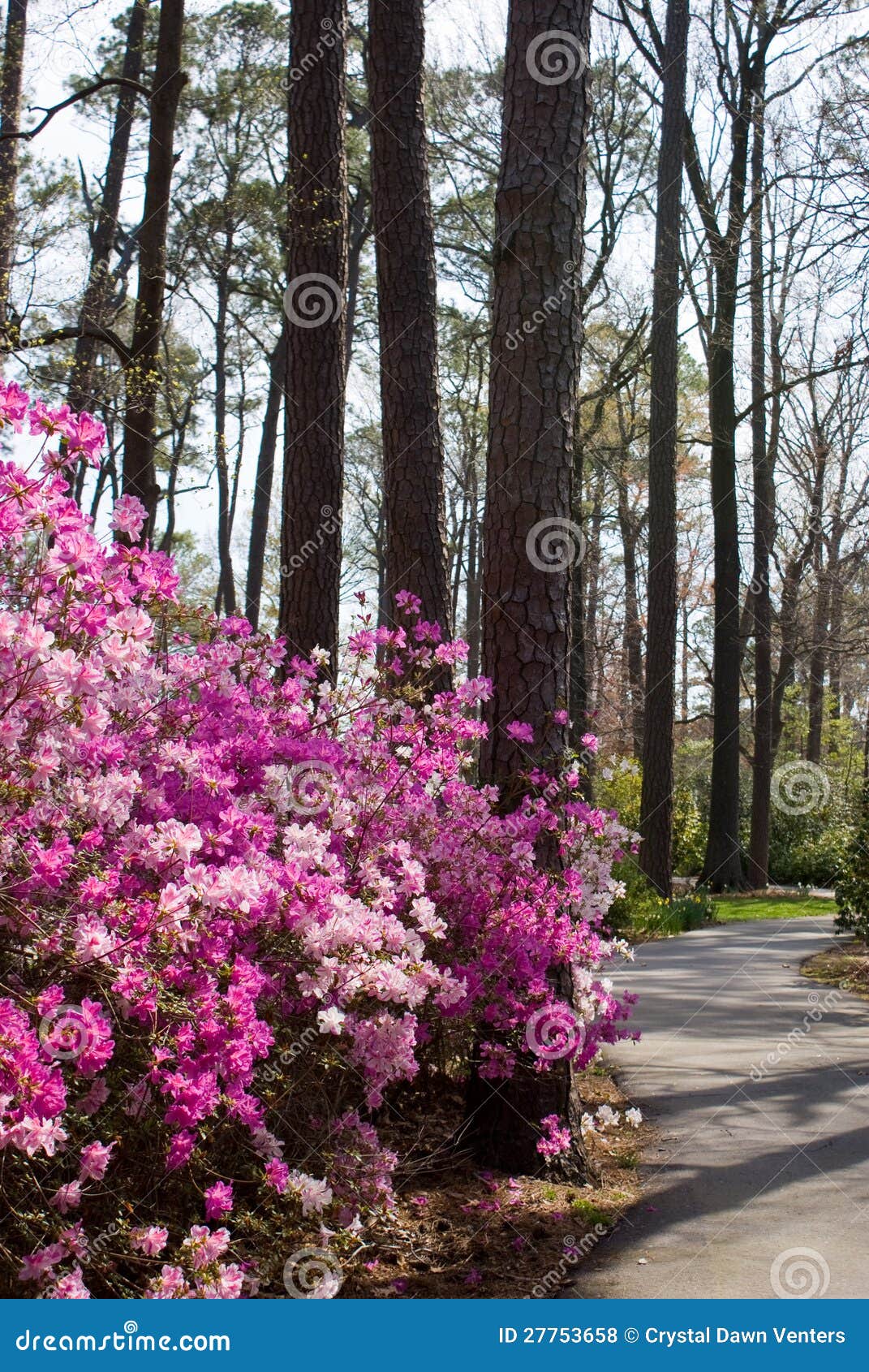 Azalea Path stock photo. Image of pavement, flowers, trail - 27753658