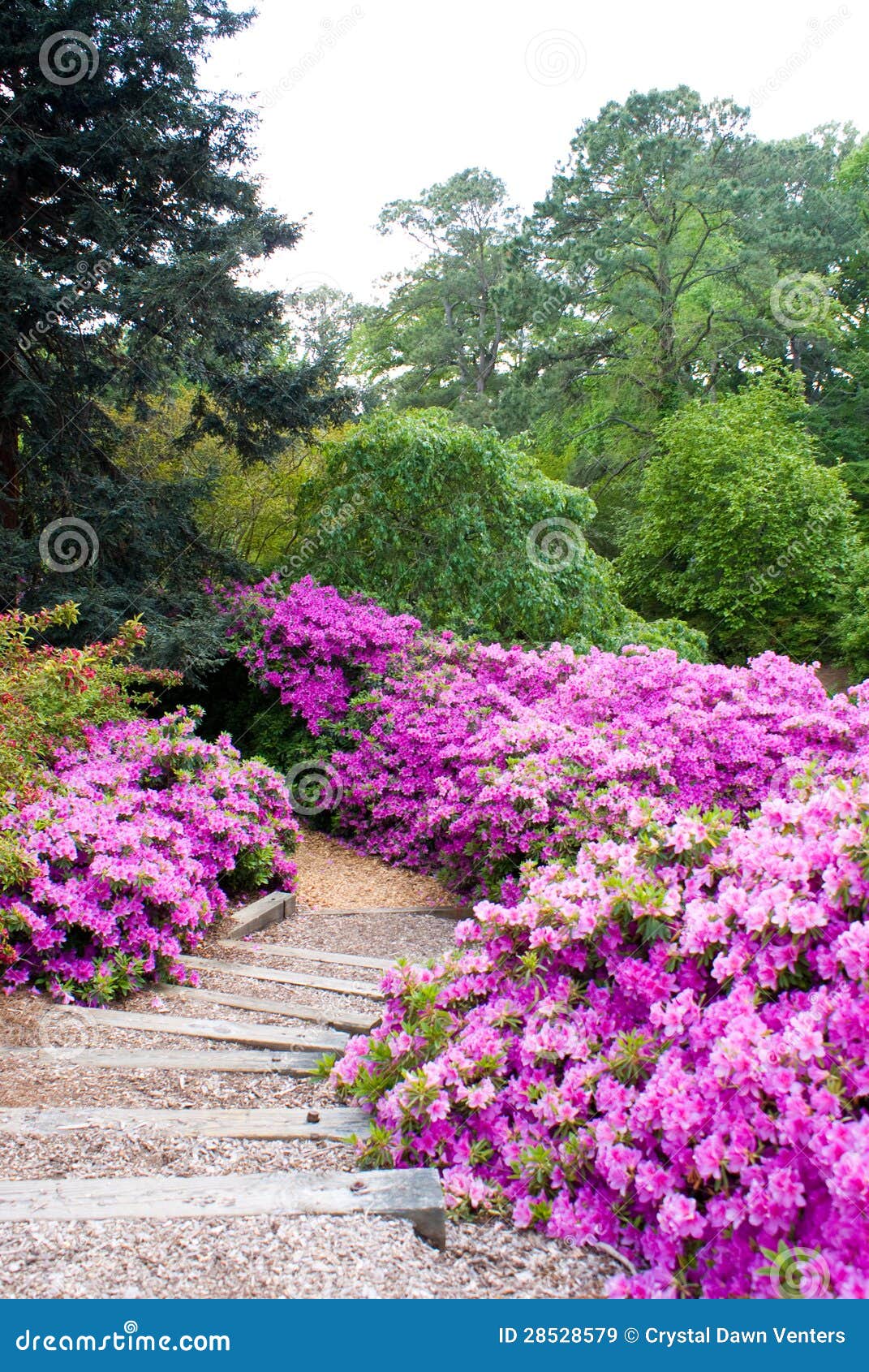 Azalea Path stock image. Image of trunk, path, spring - 28528579