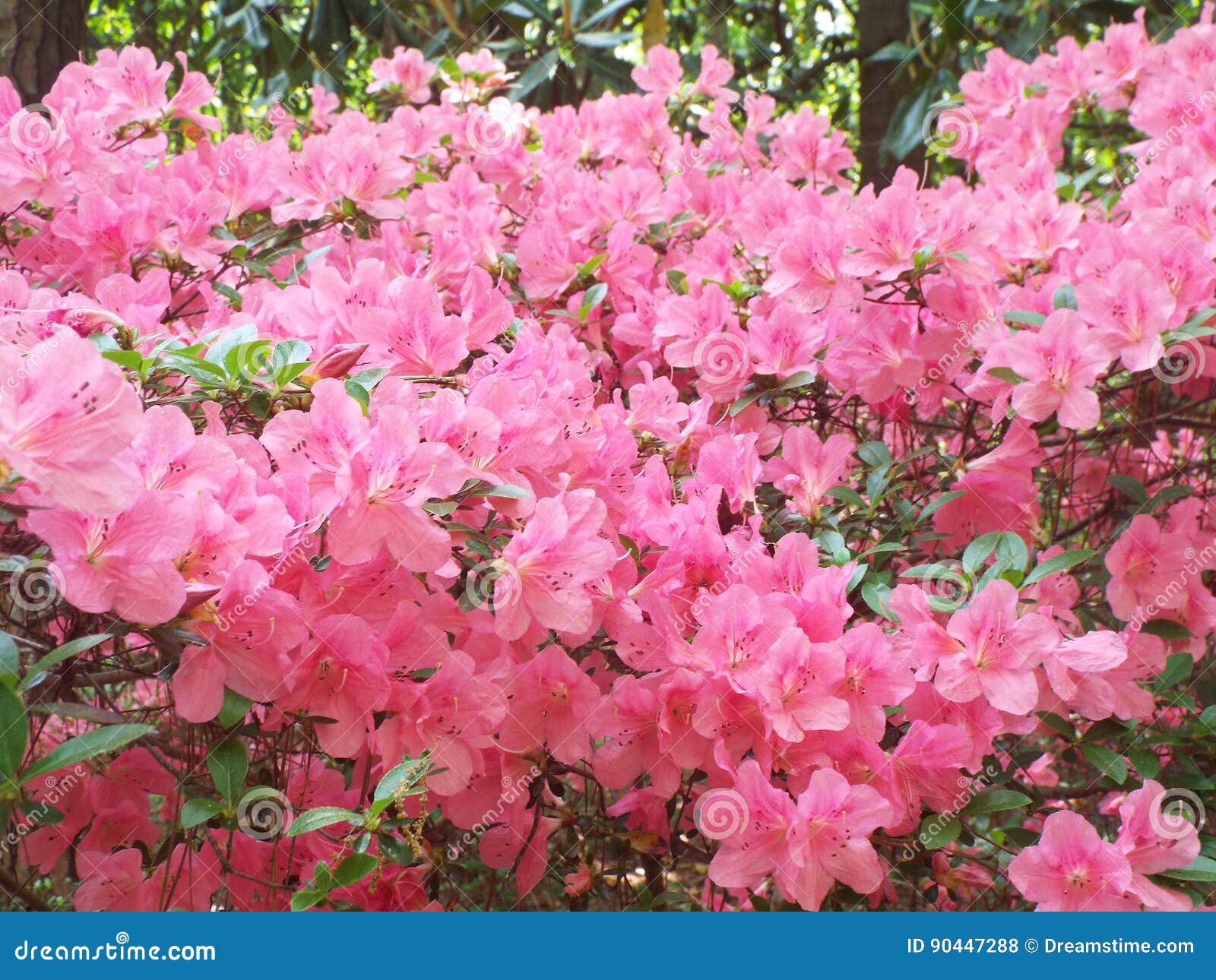 Azalea path stock photo. Image of gardens, trees, nature - 90447288
