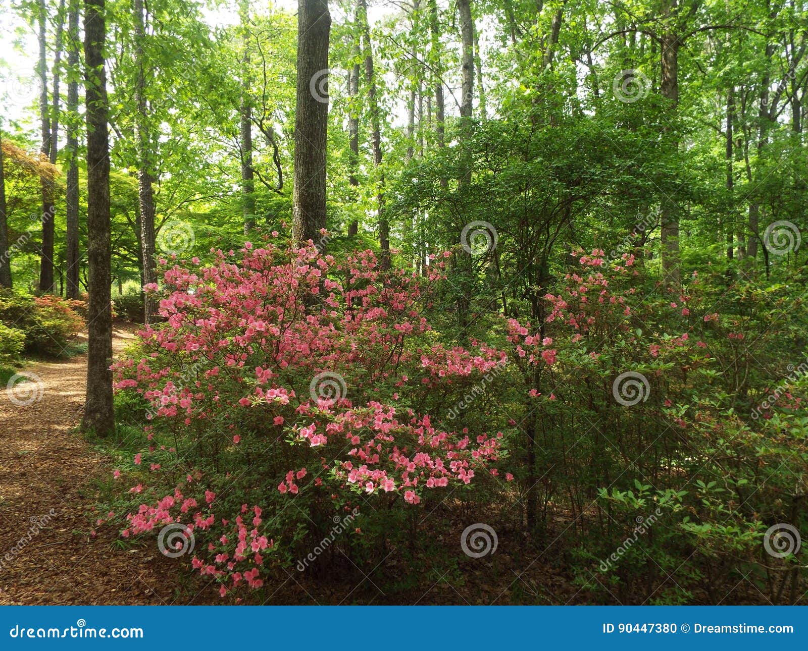 Azalea path stock photo. Image of spring, flora, nature - 90447380