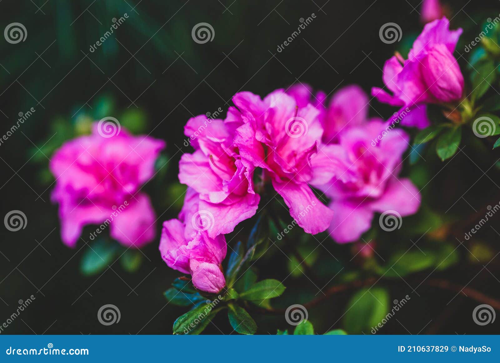 Azalea Pink Flowering Plant on Dark Background Stock Image - Image of ...