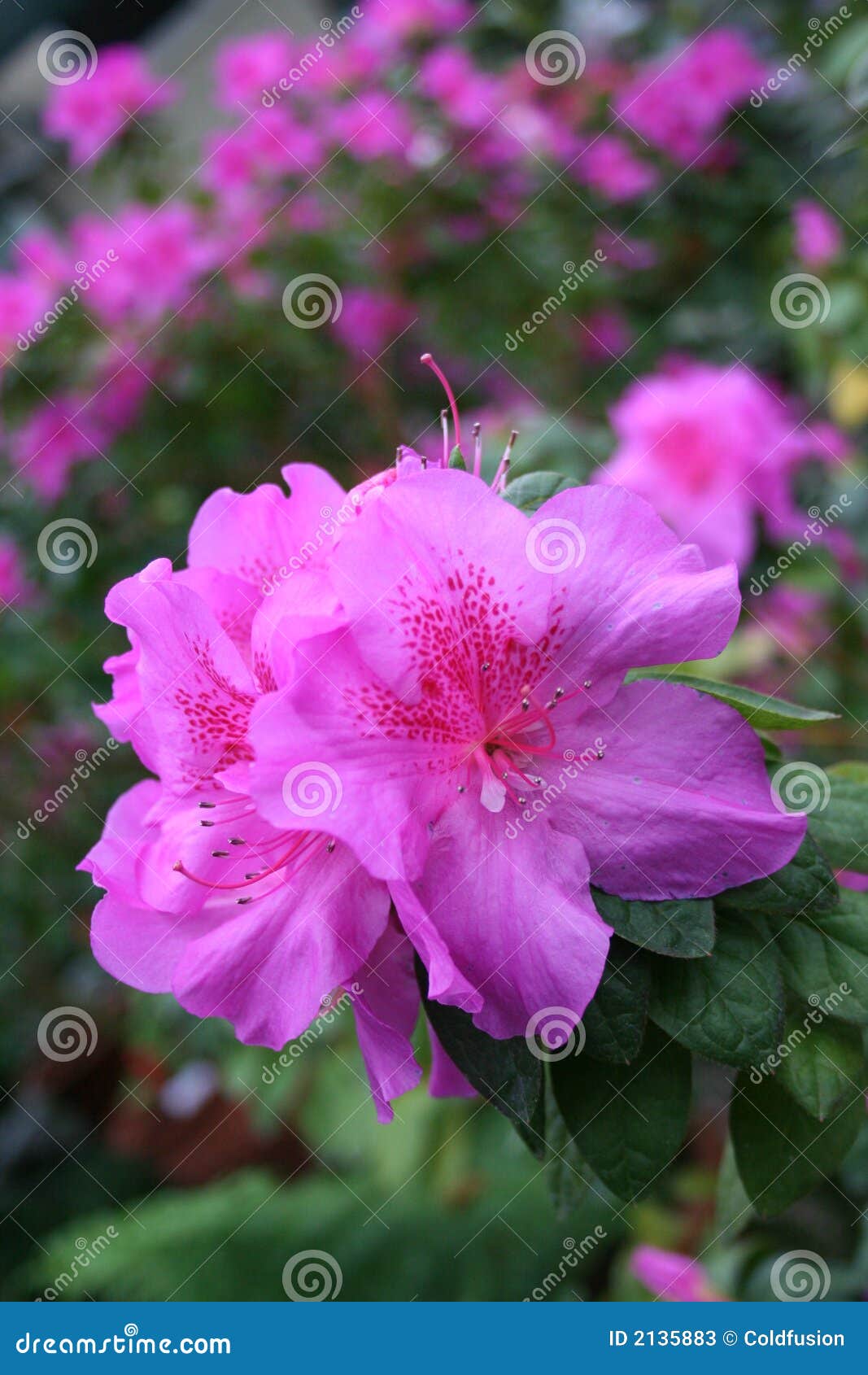 Azalea rhododendron stock image. Image of passion, blooming - 2135883
