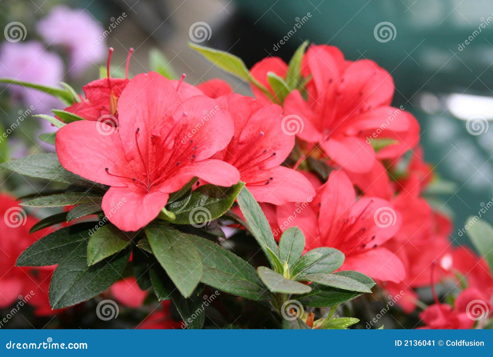 Azalea rhododendron stock image. Image of outdoor, beautiful - 2136041