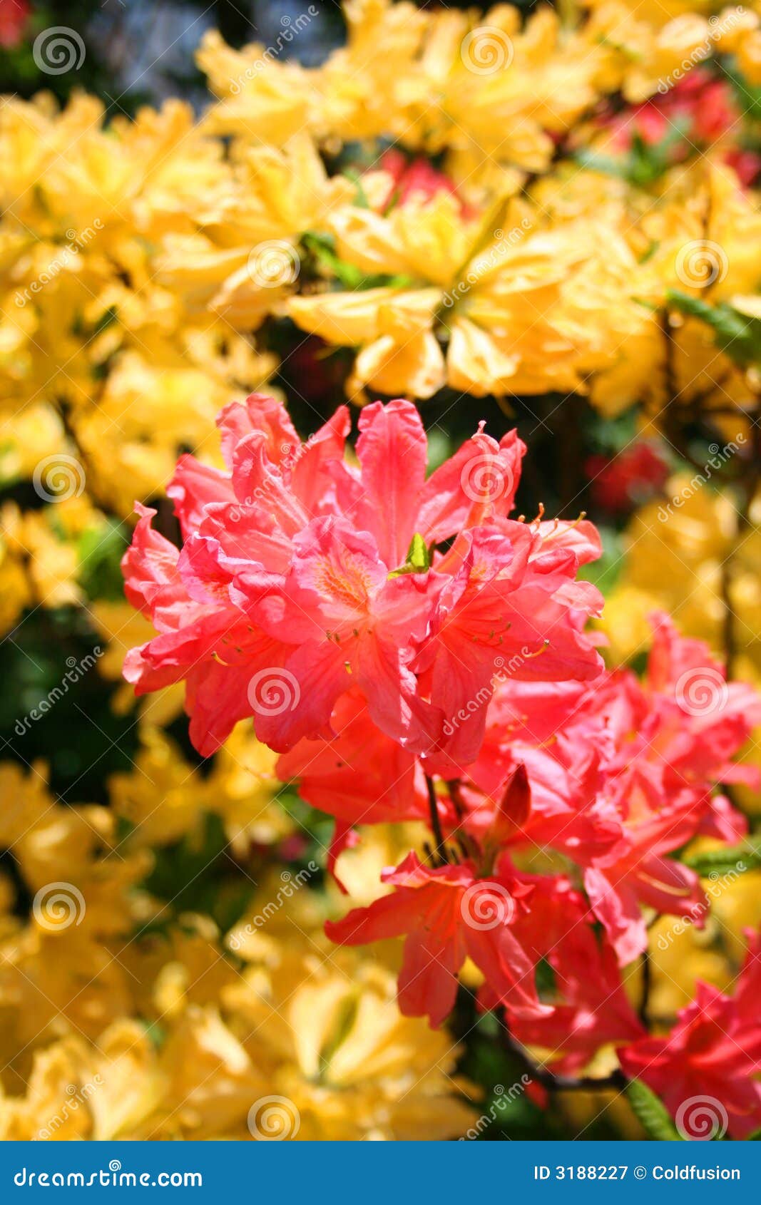 Azalea Rhododendron stock image. Image of azalea, arborescent - 3188227