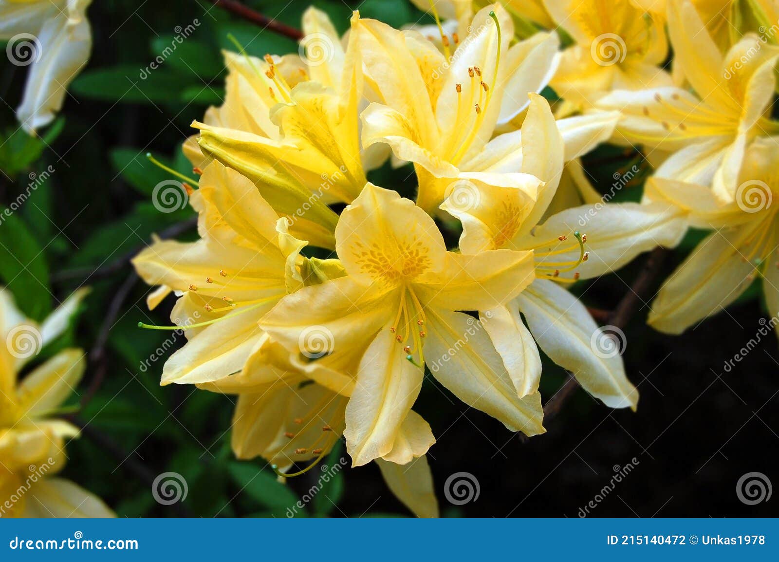 Azalea Rhododendron Molle. Azul Foto de archivo - Imagen de crecimiento ...