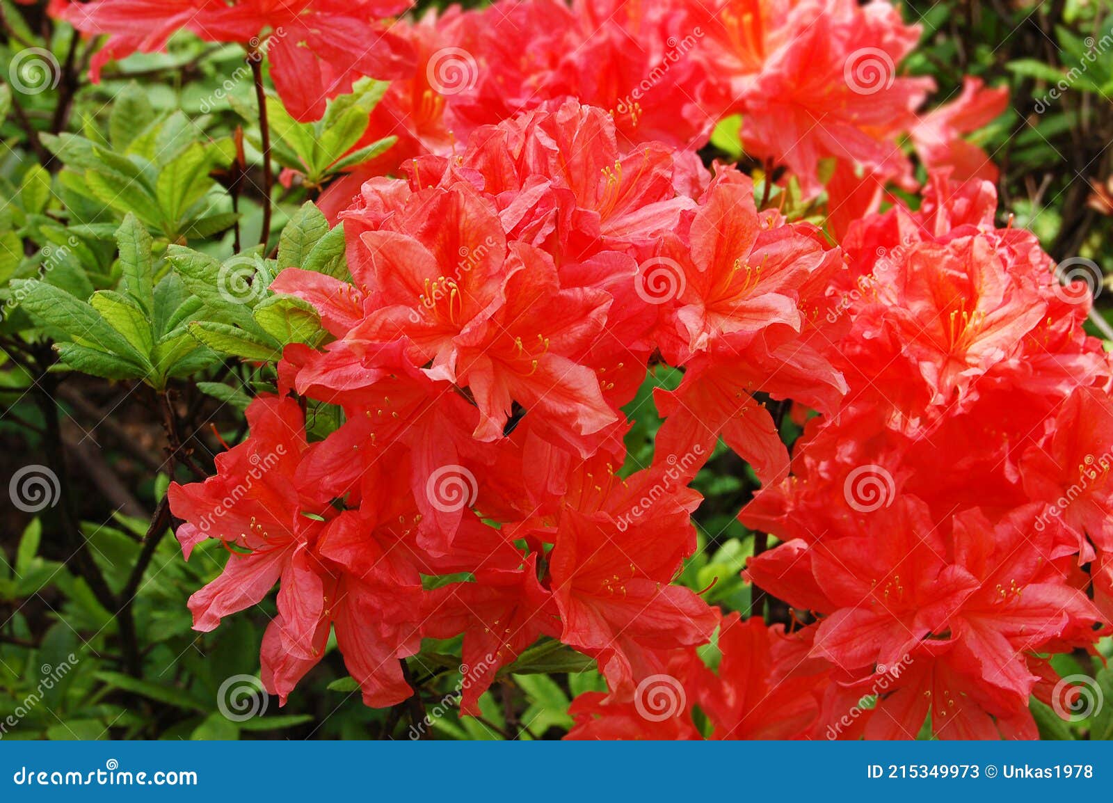 Azalea Rhododendron Molle. Azul Imagen de archivo - Imagen de ...