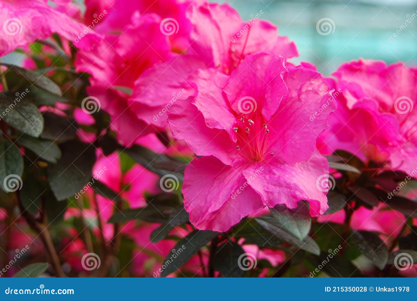 Azalea Rhododendron Molle. Azul Foto de archivo - Imagen de rododendro ...