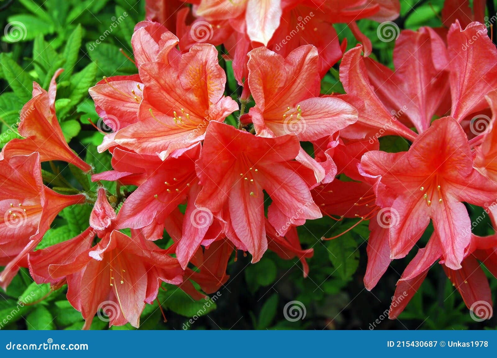 Azalea Rhododendron Molle. Azul Imagen de archivo - Imagen de hermoso ...