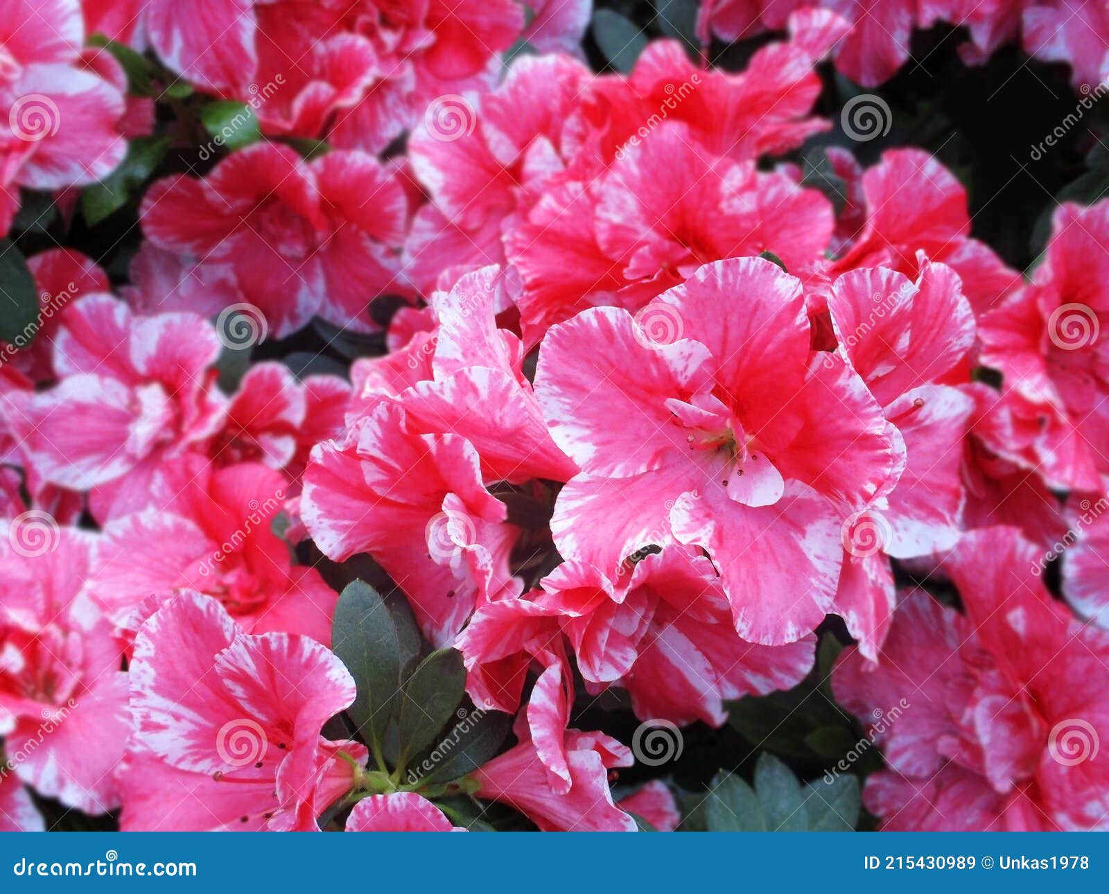 Azalea Rhododendron Molle. Azul Imagen de archivo - Imagen de flor ...