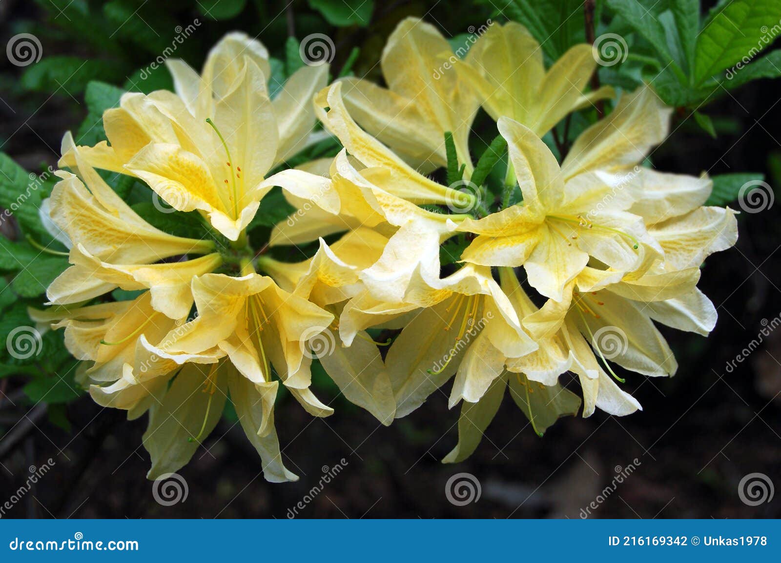 Azalea Rhododendron Molle. Azul Foto de archivo - Imagen de hoja ...