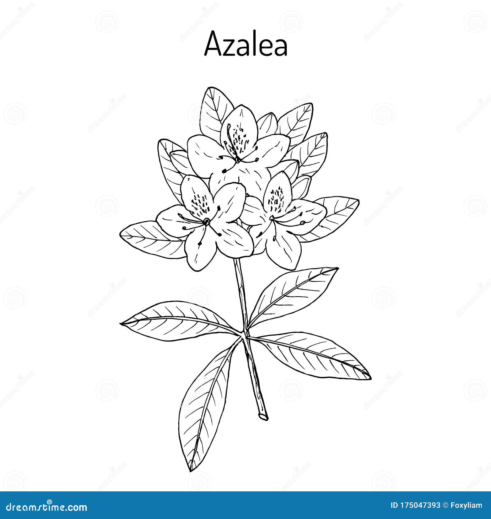 Azalea Rhododendron Obtusum , Ornamental and Medicinal Plant Stock ... Azalea Rhododendron Obtusum , Ornamental and Medicinal Plant Stock ...