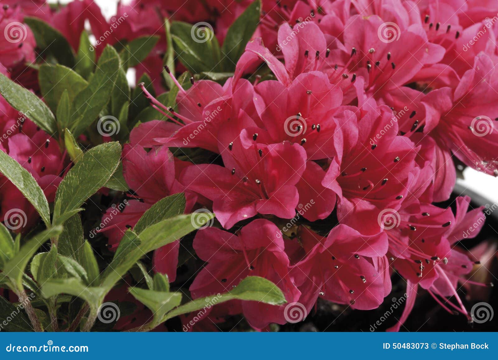 Azalea, Rhododendron Simsii Stock Image - Image of spring, decorative ...