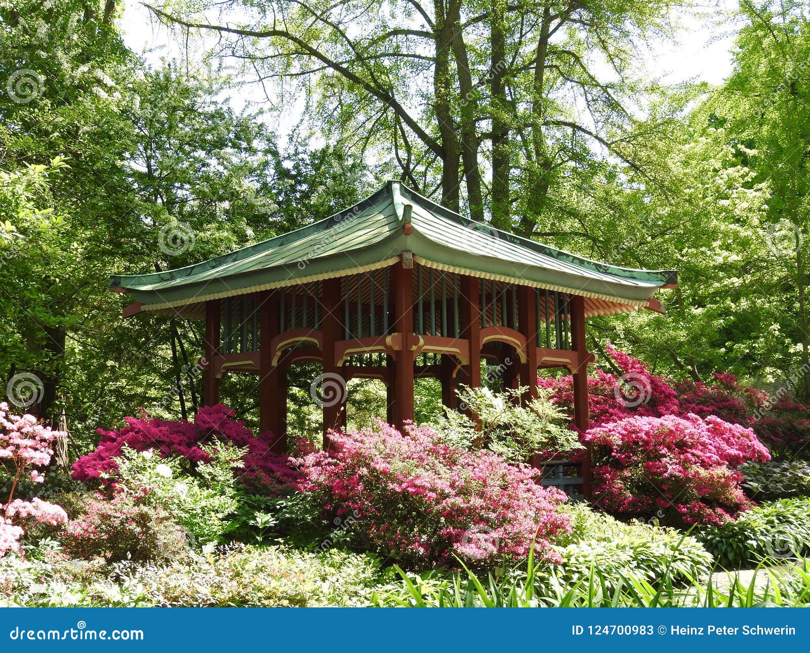 Azalea in Different Colors and Different Sizes Stock Image - Image of ...