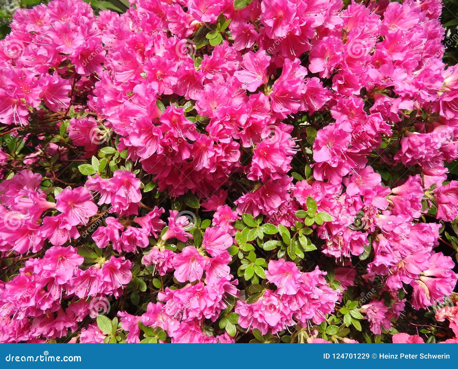 Azalea in Different Colors and Different Sizes Stock Image - Image of ...