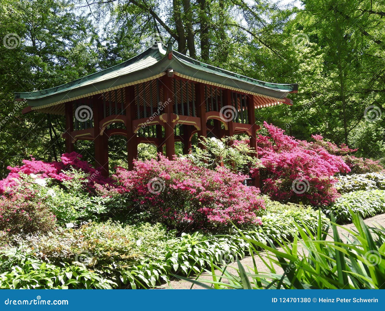 Azalea in Different Colors and Different Sizes Stock Photo - Image of ...