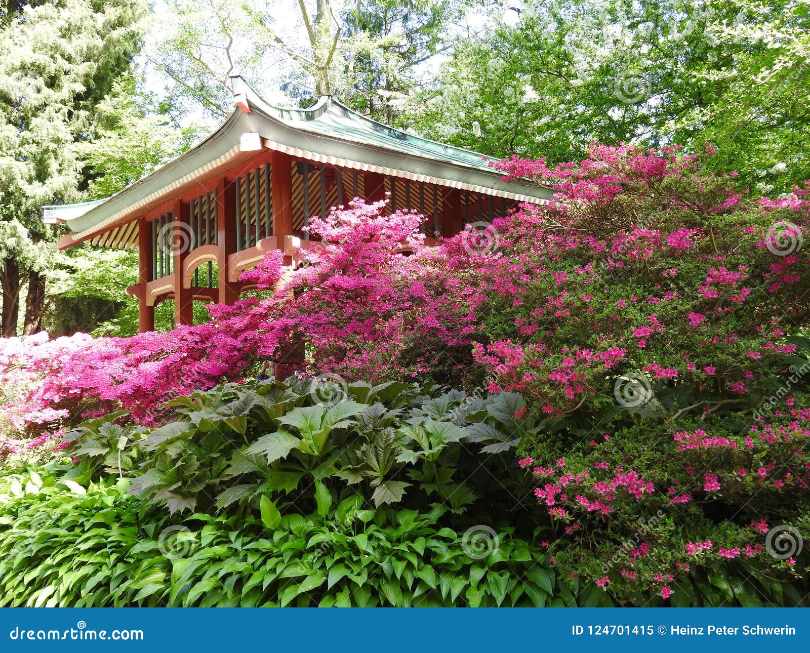 Azalea in Different Colors and Different Sizes Stock Image - Image of ...