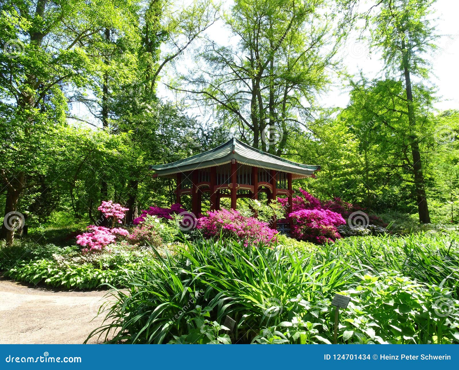 Azalea in Different Colors and Different Sizes Stock Photo - Image of ...