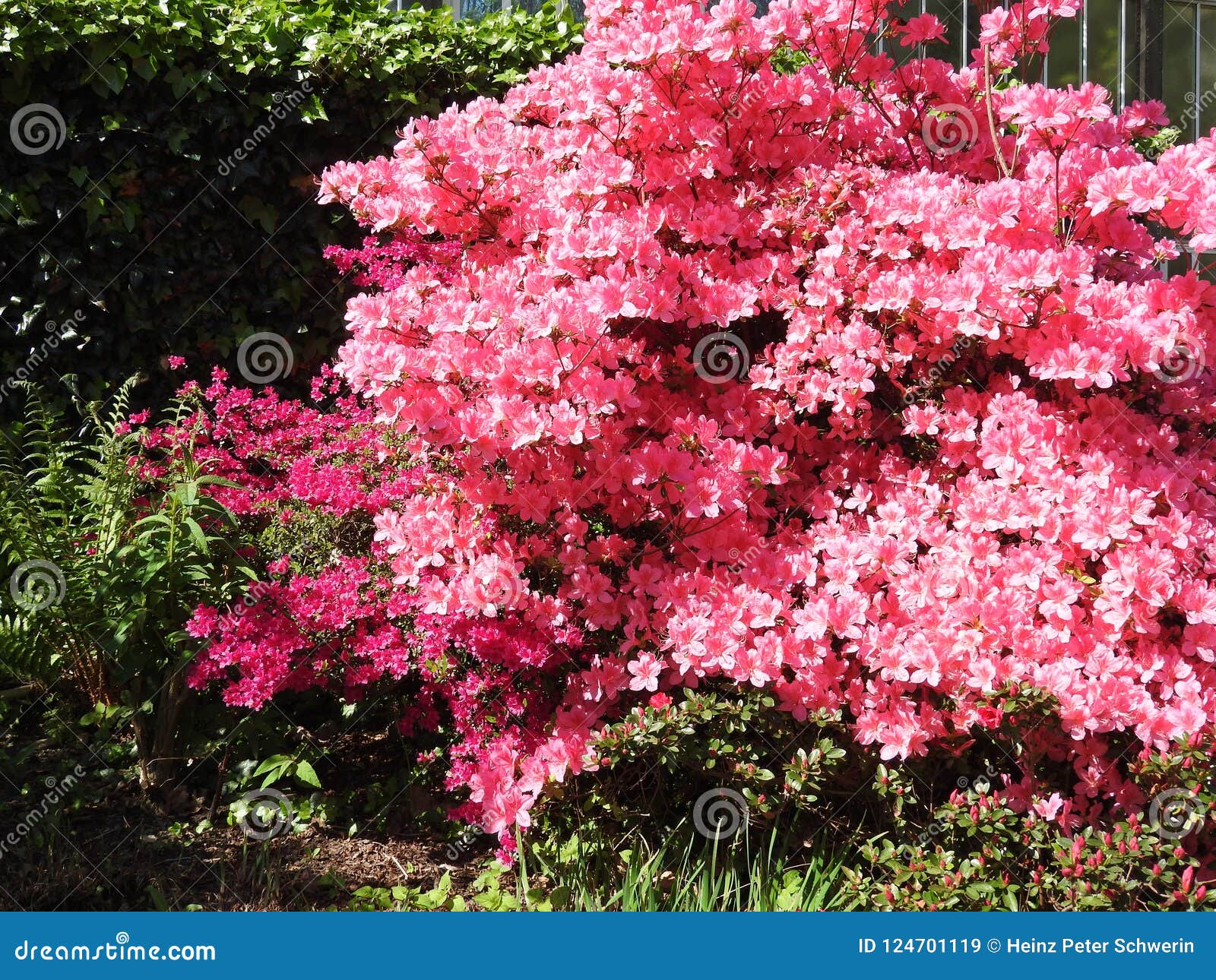 Azalea in Different Colors and Different Sizes Stock Image - Image of ...