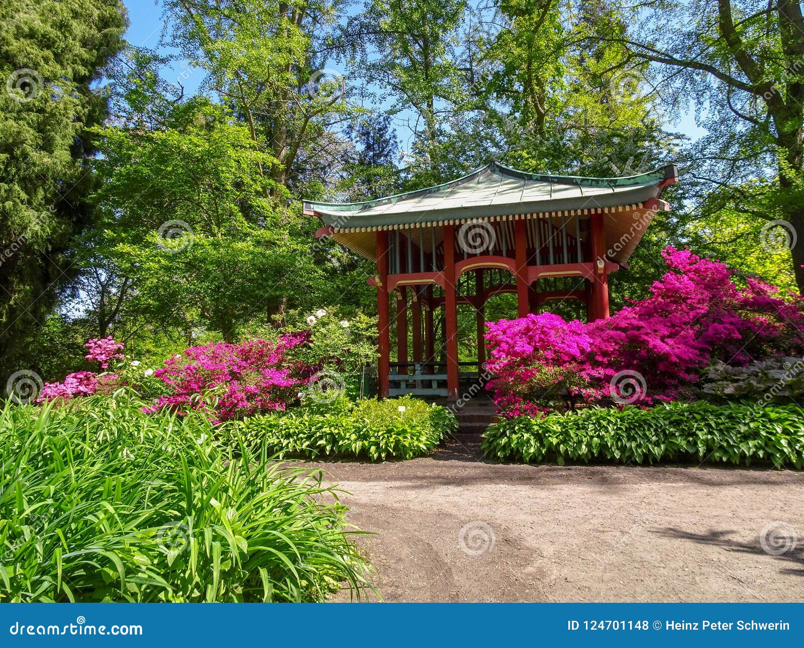Azalea in Different Colors and Different Sizes Stock Photo - Image of ...
