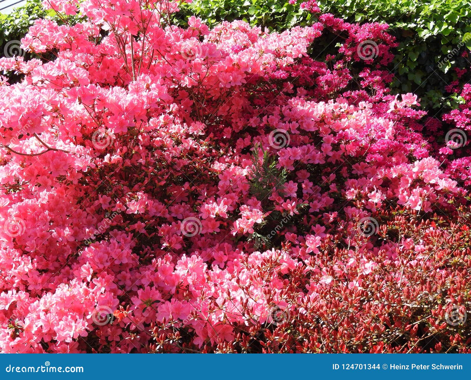 Azalea in Different Colors and Different Sizes Stock Photo - Image of ...