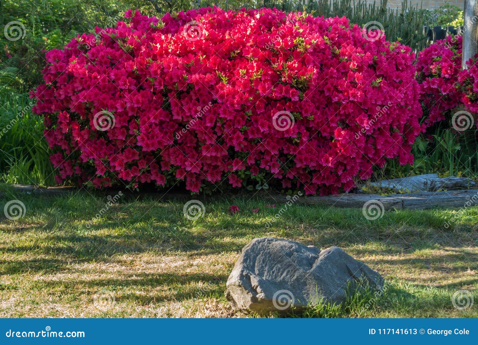 Azalea roja gloriosa imagen de archivo. Imagen de flores - 117141613