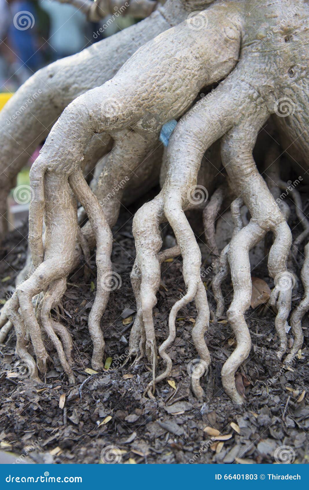Azalea roots stock image. Image of botanical, grow, branch - 66401803