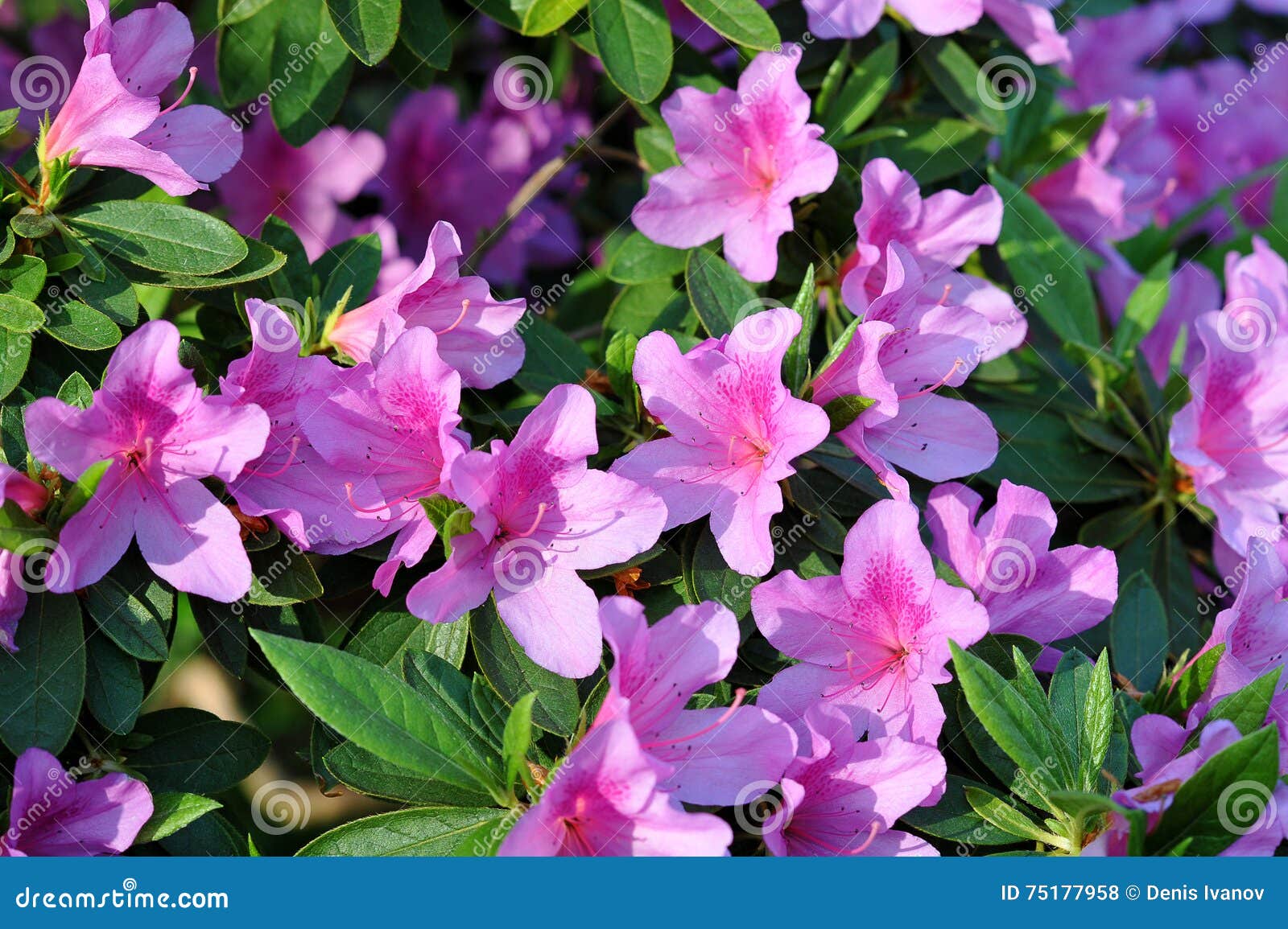Azalea Rosa Azaleablommablomning Arkivfoto - Bild av skönhet, fotografi ...