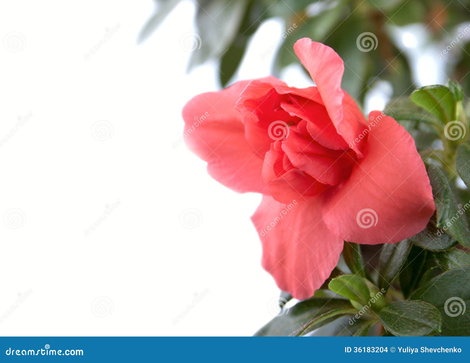 Azalea Single Semi-blown Bud Stock Photo - Image of leaf, azalea: 36183204