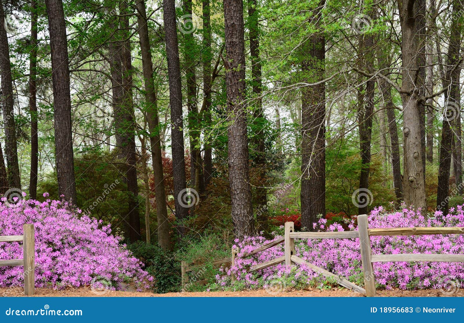Azalea Trail stock image. Image of flowers, rustic, bloom - 18956683