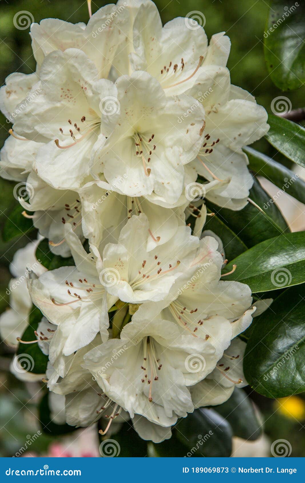 Azalea tree in bloom stock image. Image of stamens, tree - 189069873